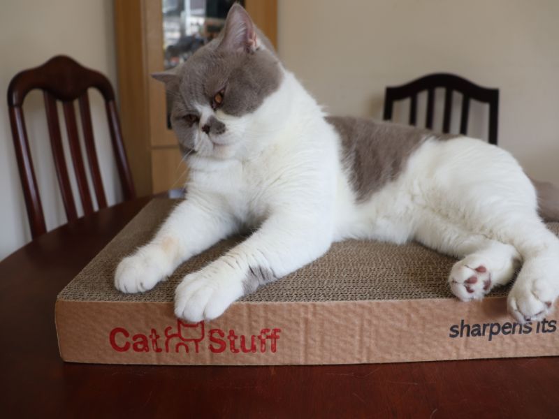 Cat Stuff Cat Scratcher | Review ⋆ Jupiter & Dann