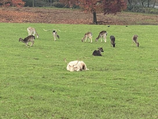 A Day Out at Weald Country Park ⋆ Jupiter & Dann